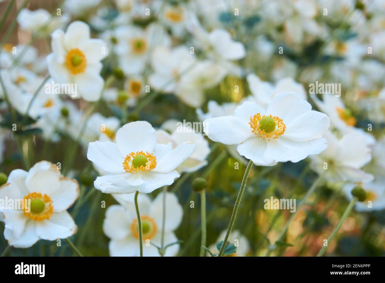White Japanese Anemone flowers in garden Stock Photo - Alamy