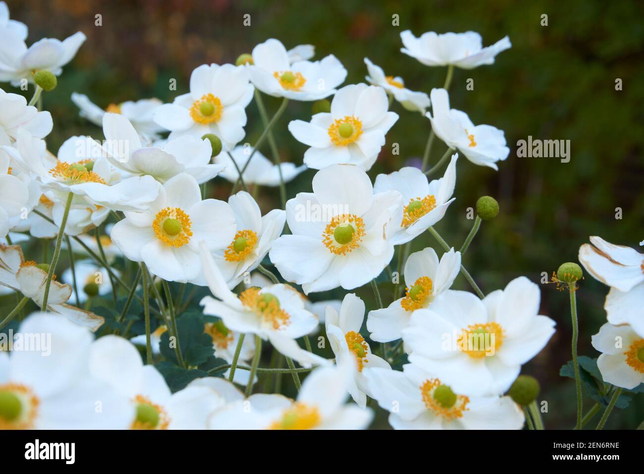 White Japanese Anemone flowers in garden Stock Photo - Alamy