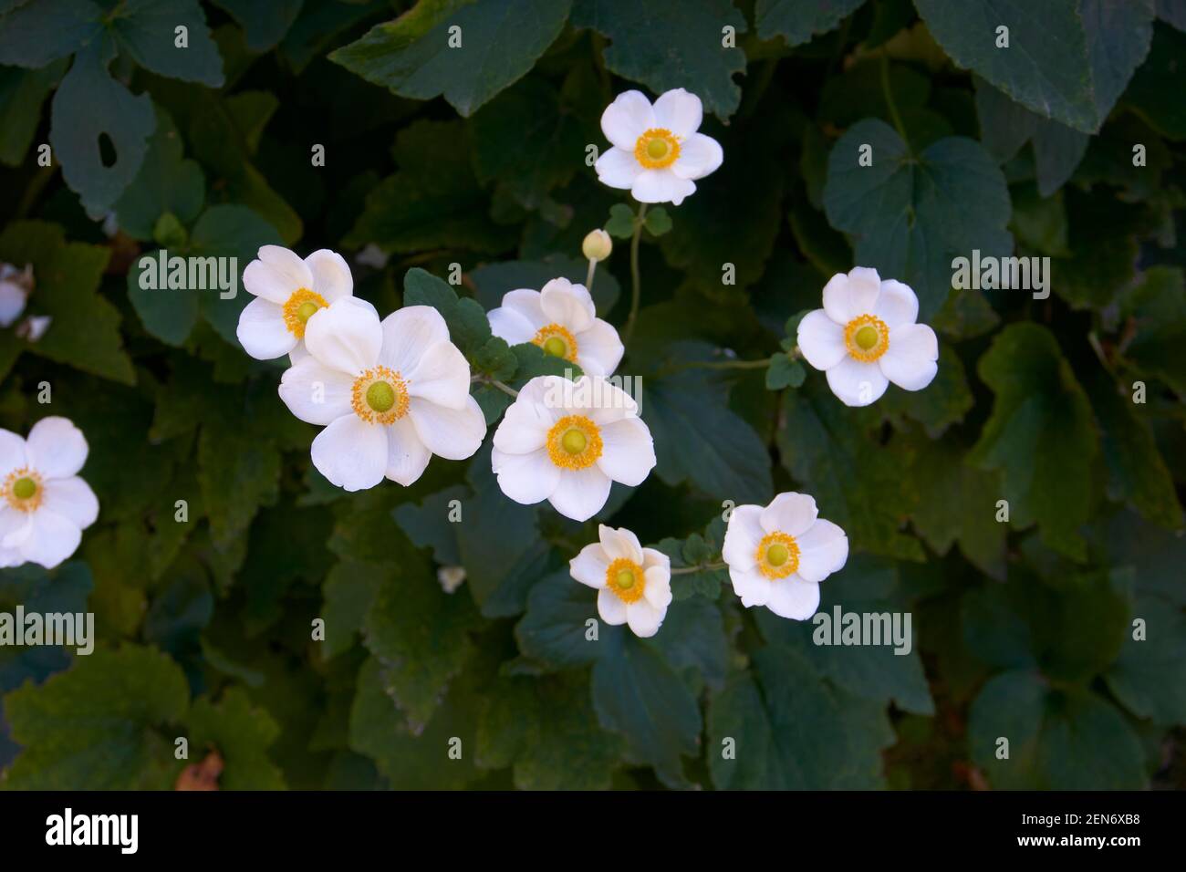 Japanese buttercup hi-res stock photography and images - Alamy