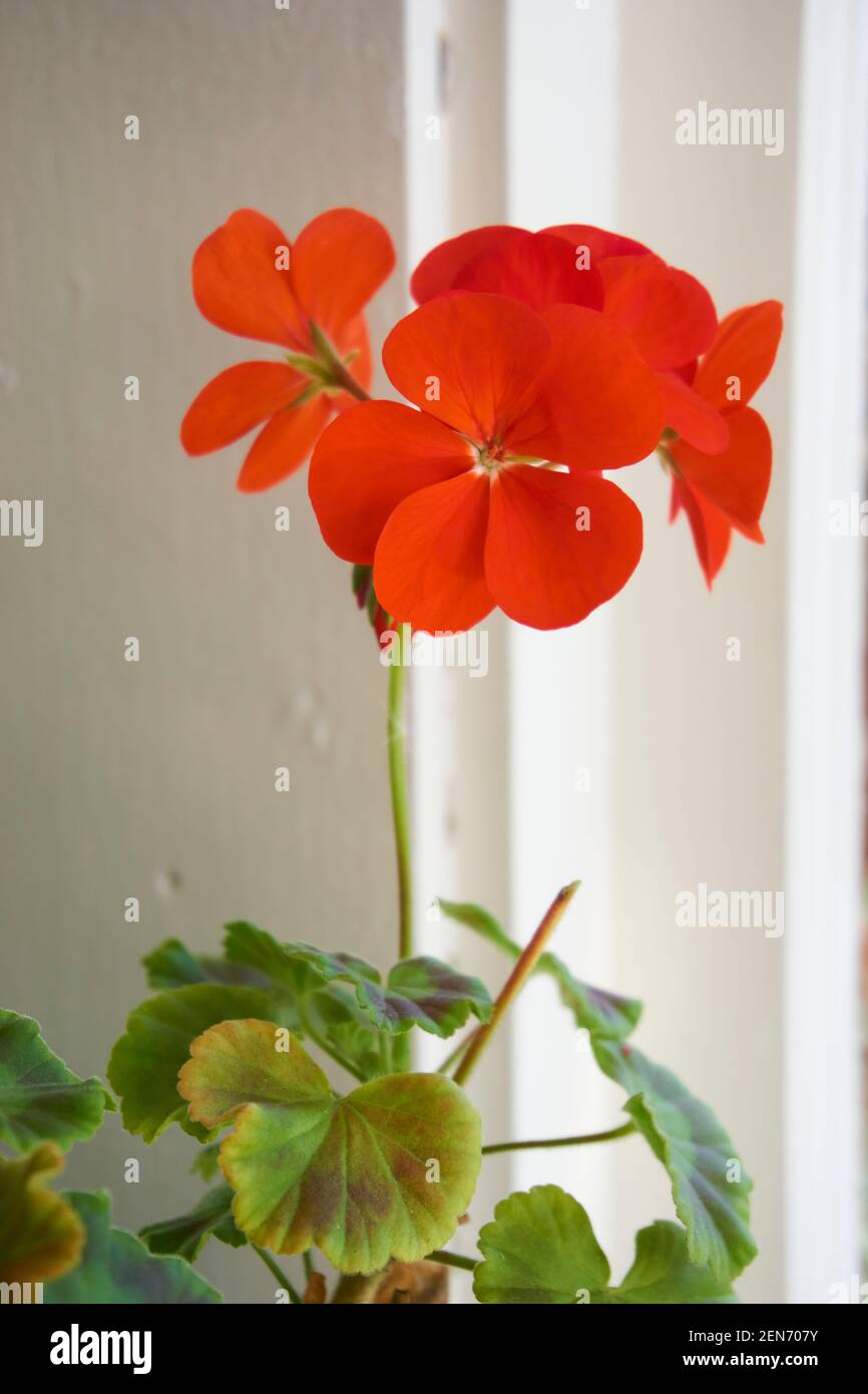Red flowering geranium hi-res stock photography and images - Alamy