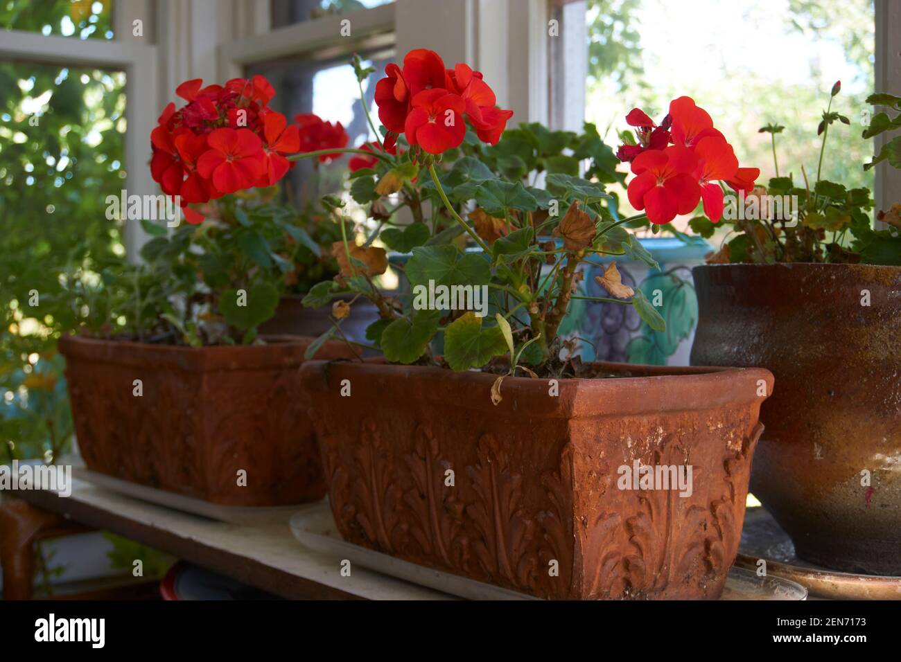 Pots of red geraniums Stock Photo - Alamy