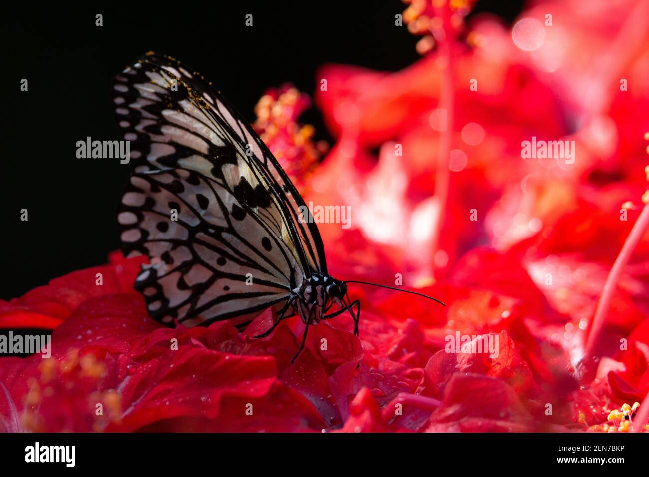Large tree nymph (Idea leuconoe) large tree nymph butterfly with wings ...