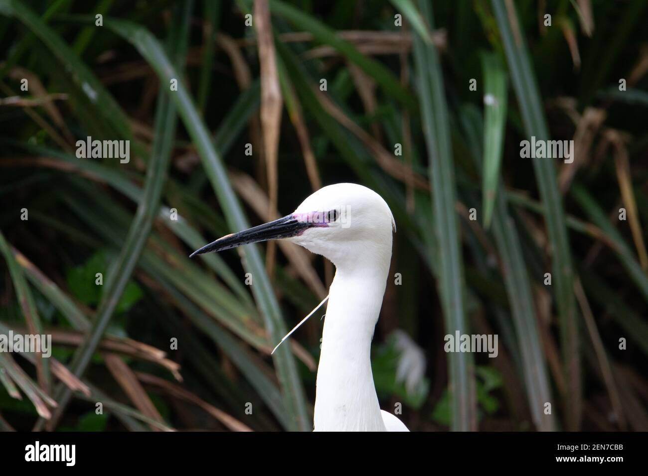Little egret (Egretta garzetta) head and neck of a little egret with ...