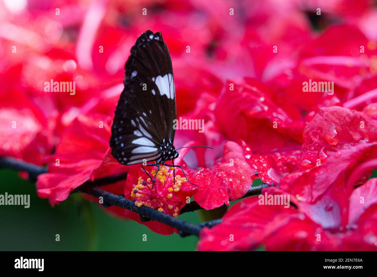 Crow flowers hi-res stock photography and images - Alamy