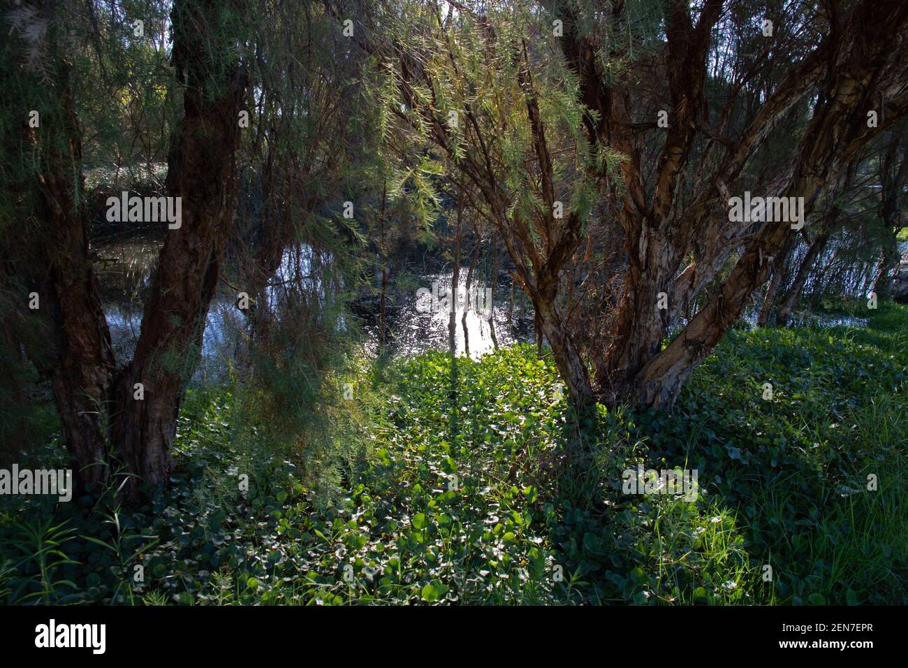 Sunlight on water in swampland Stock Photo - Alamy