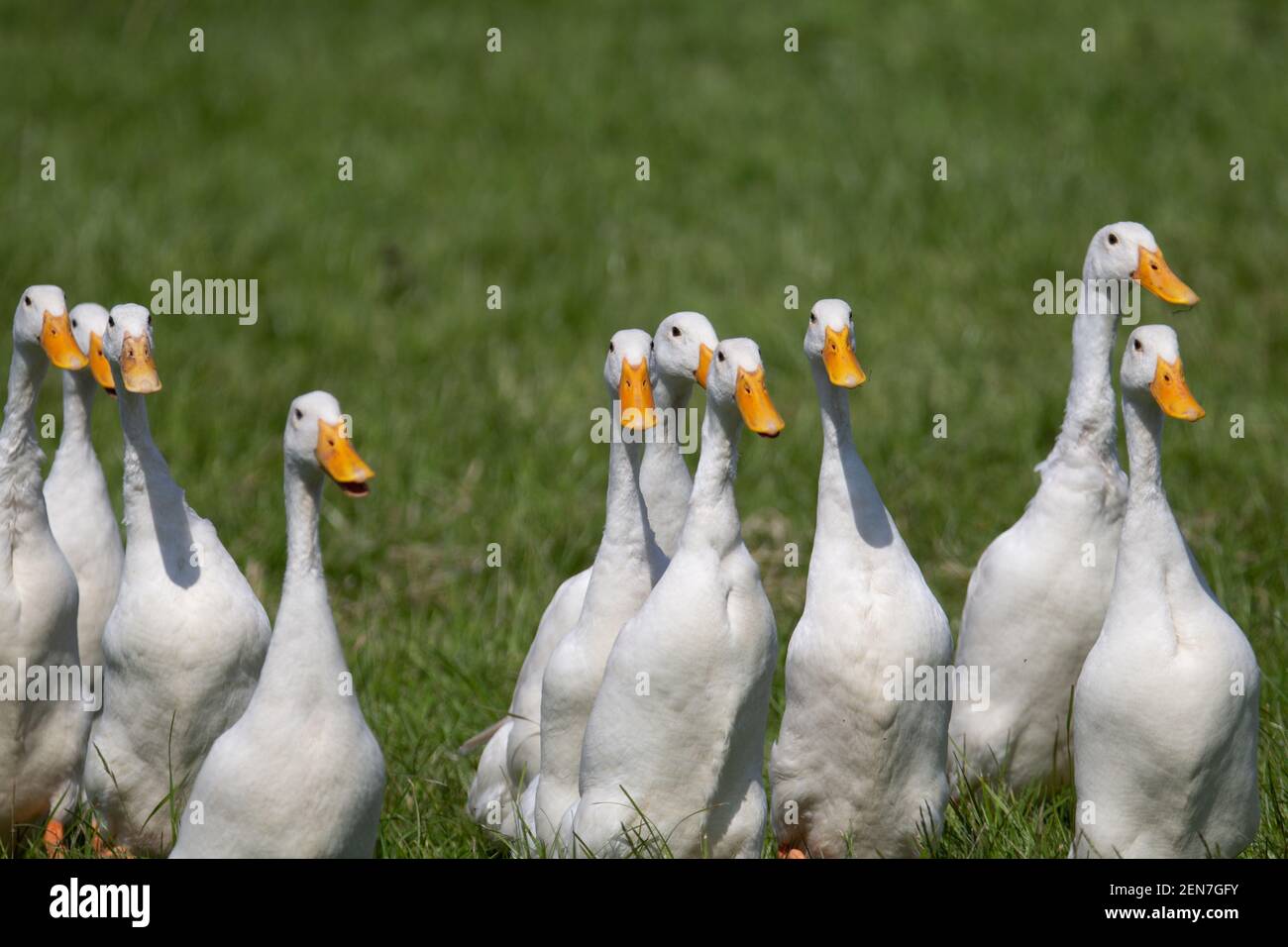 many show ducks at the Devon county show Stock Photo - Alamy