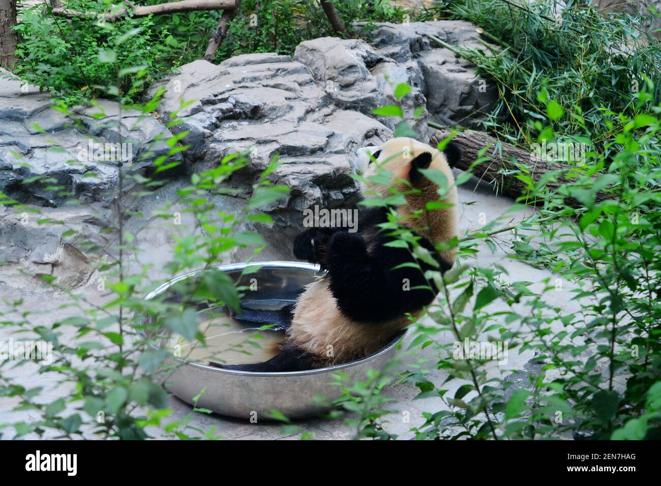 Beijing, China - June 26 2019: Zoo giant panda "Pang Dahai" sat in a ...