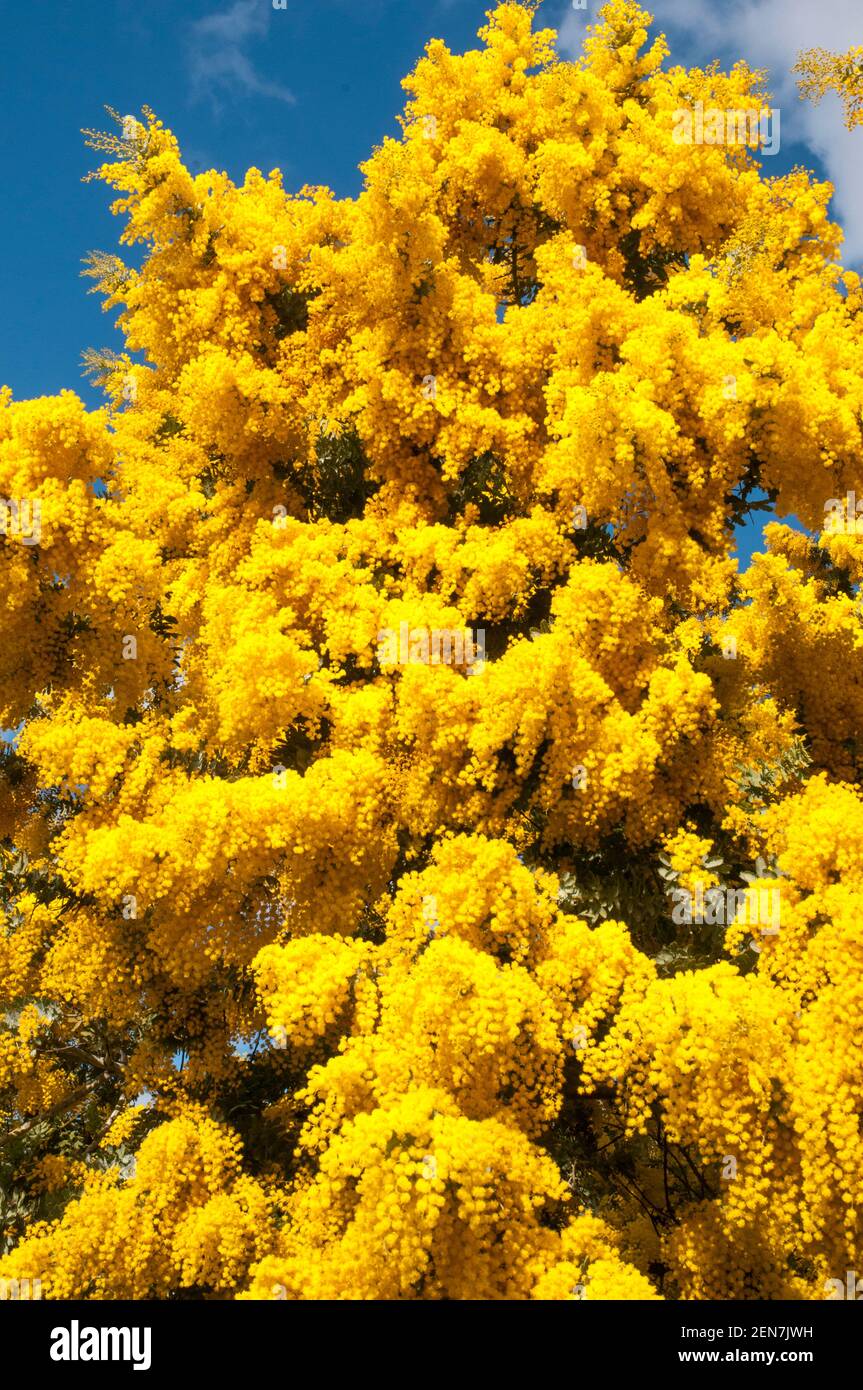 Australian wattle shrub hi-res stock photography and images - Alamy