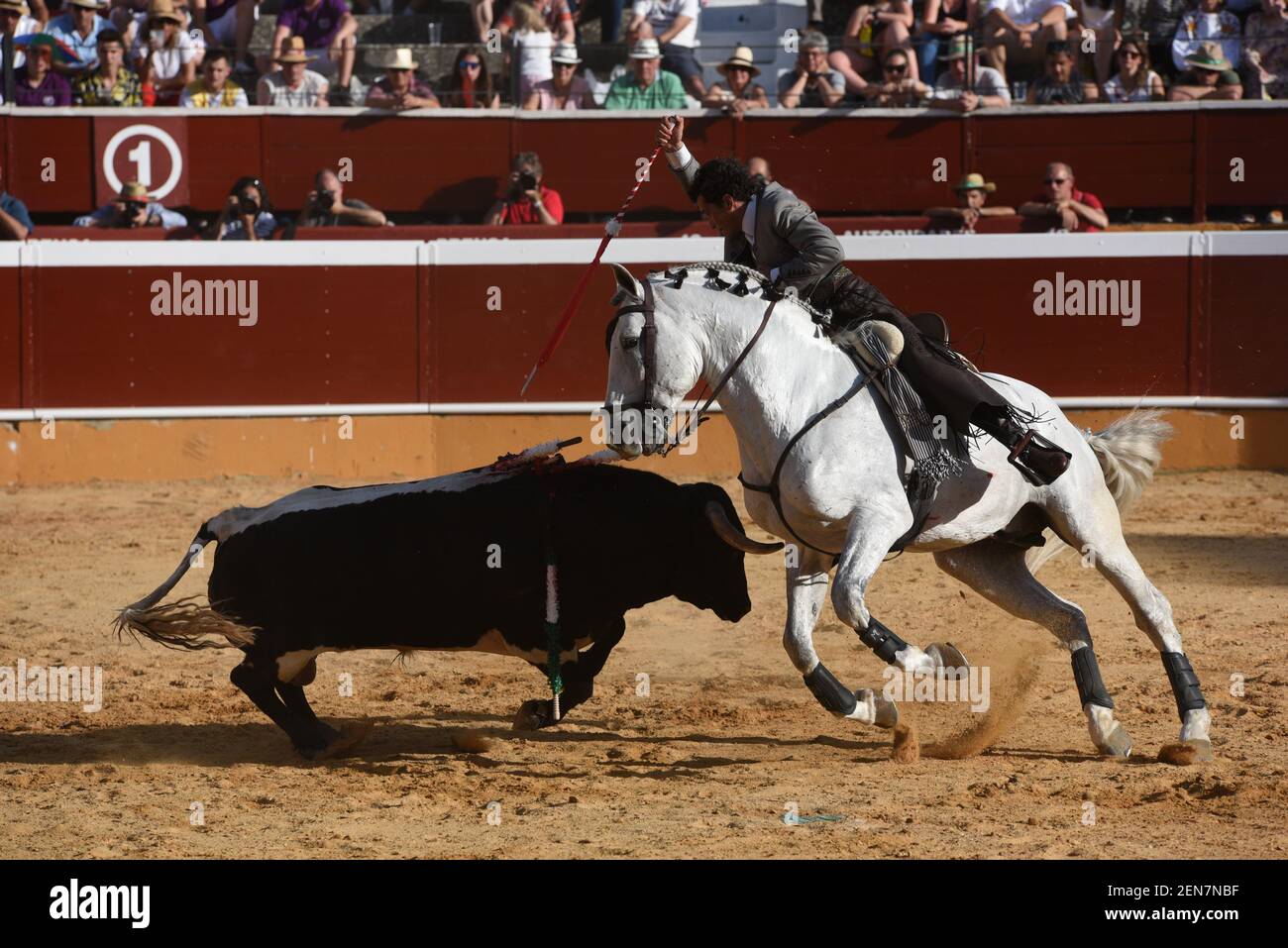 Mario Perez, a Spanish matador on horseback, performs with a Benitez ...