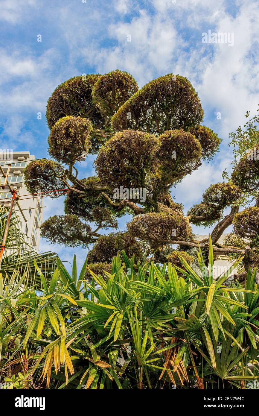 Picture of a tree that is known in Japan as the Samurai tree, with ...