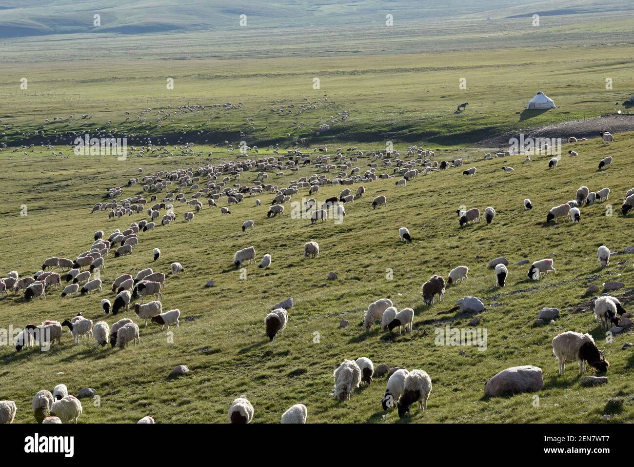 Aerial View of a herd of sheep on a grassland in Hejing county ...