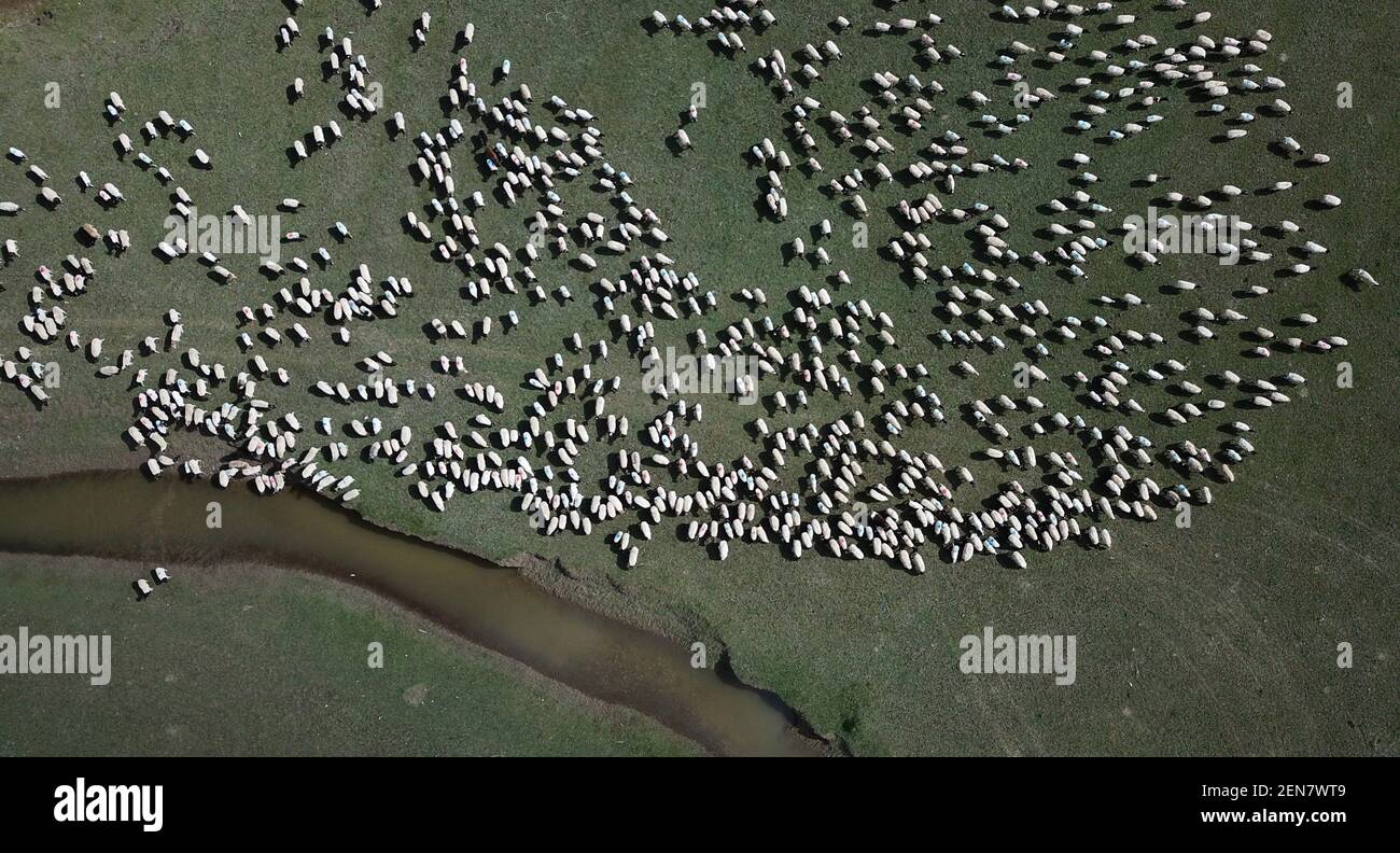 Aerial View of a herd of sheep on a grassland in Hejing county ...