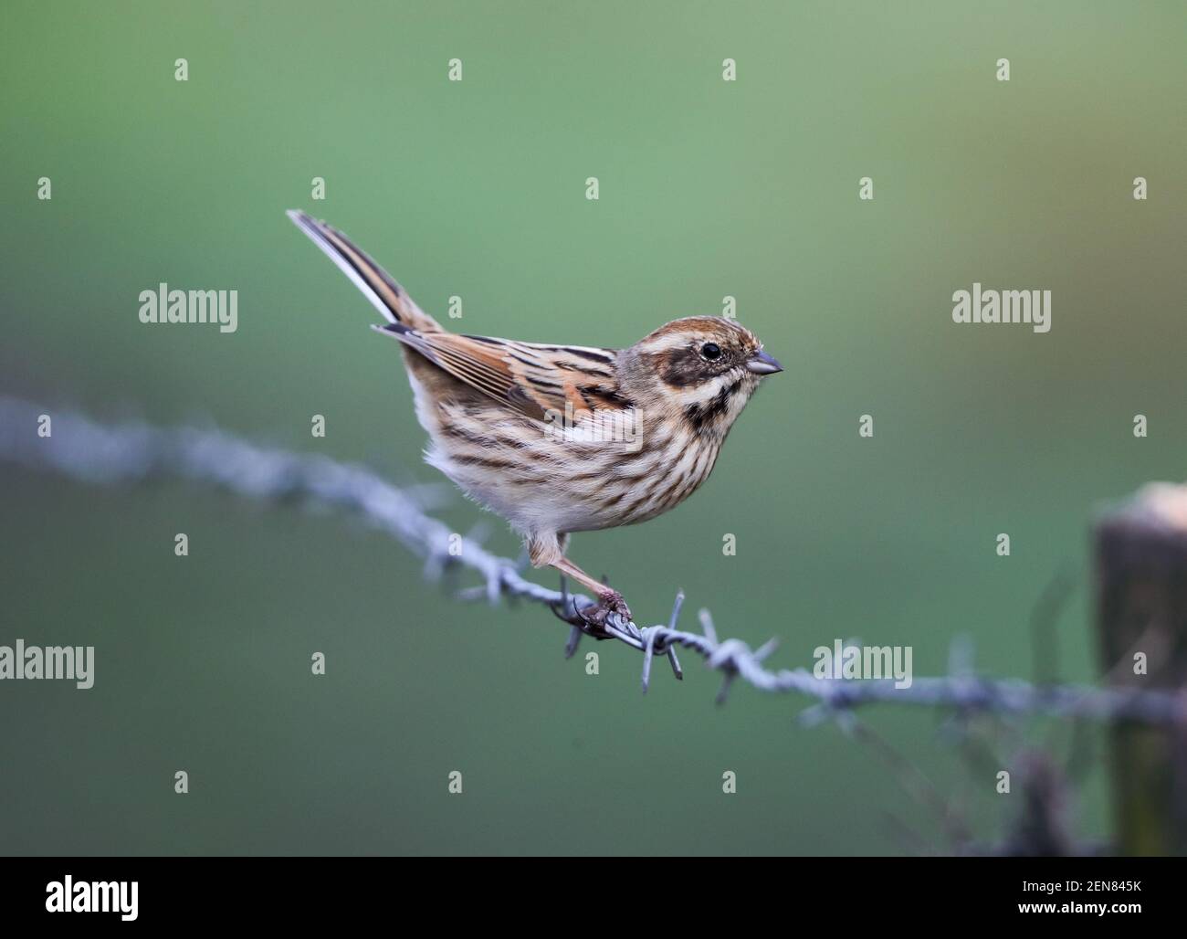 Notched tail hi-res stock photography and images - Alamy