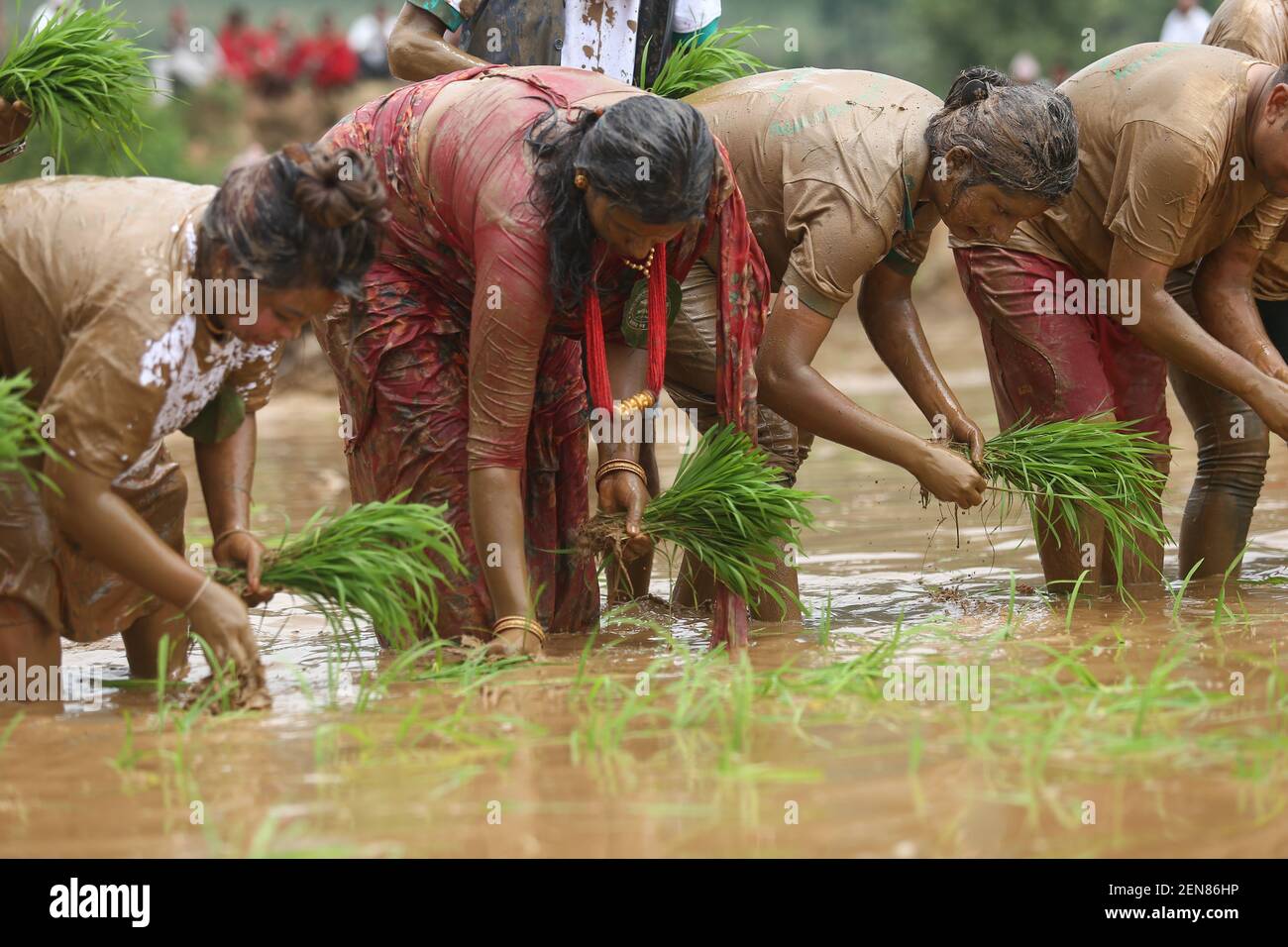 Farmers plant rice crop in muddy water during the Festival. Farmers ...