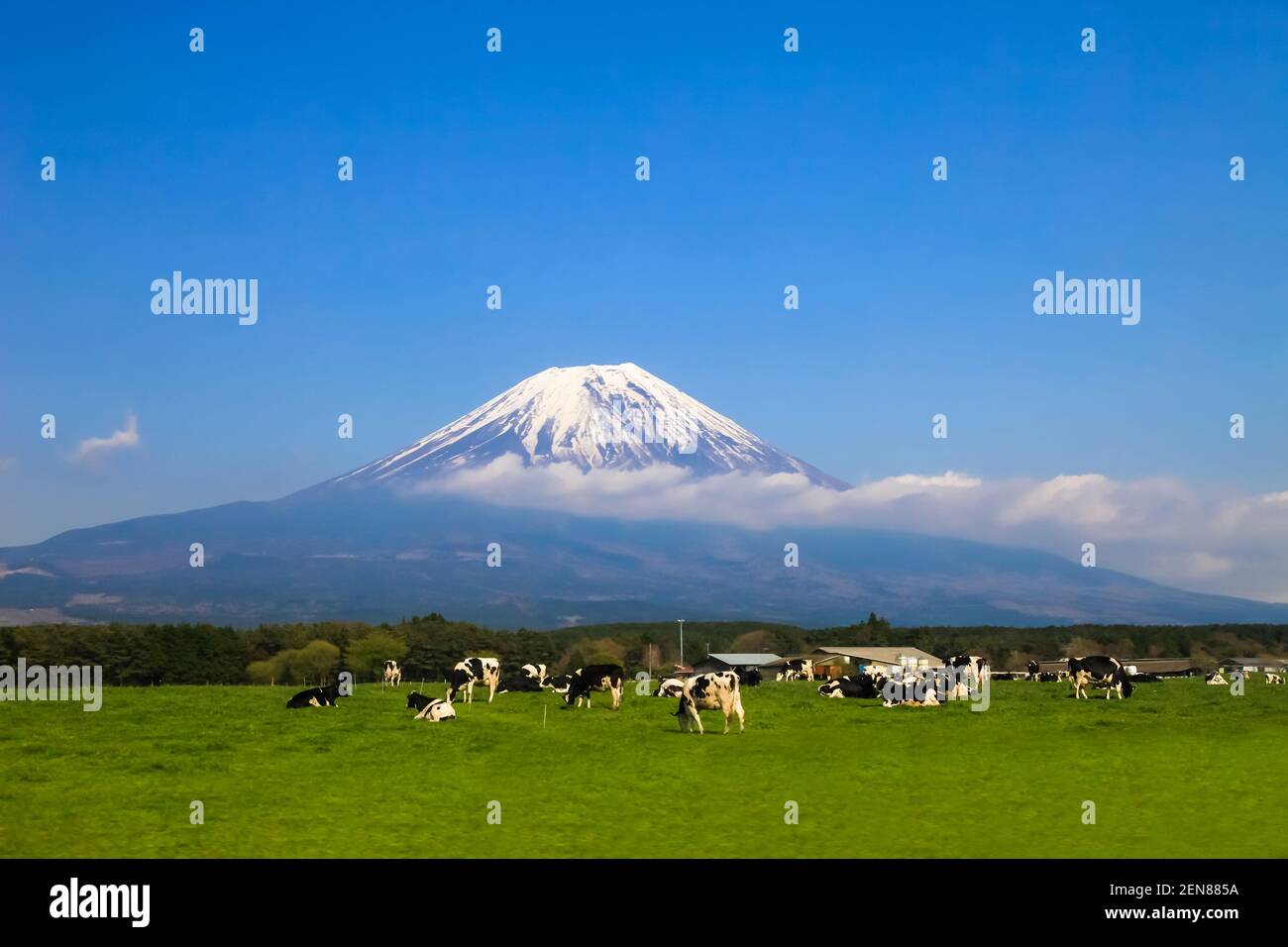 Beautiful Mount Fuji, japan., Mount Fuji with green field and blue sky ...