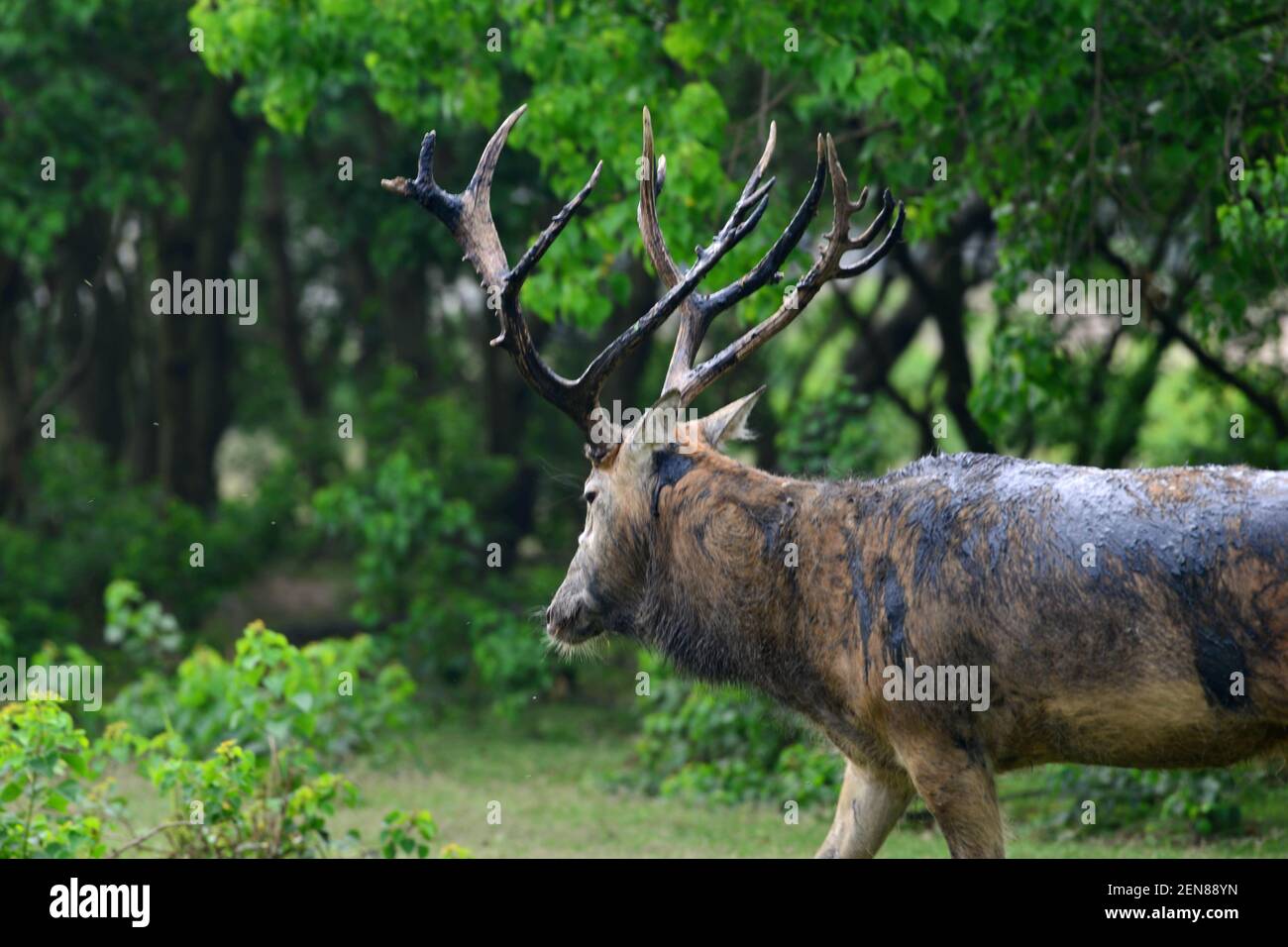 The milu deers, also known as Pere David's deers, gather around a pond ...