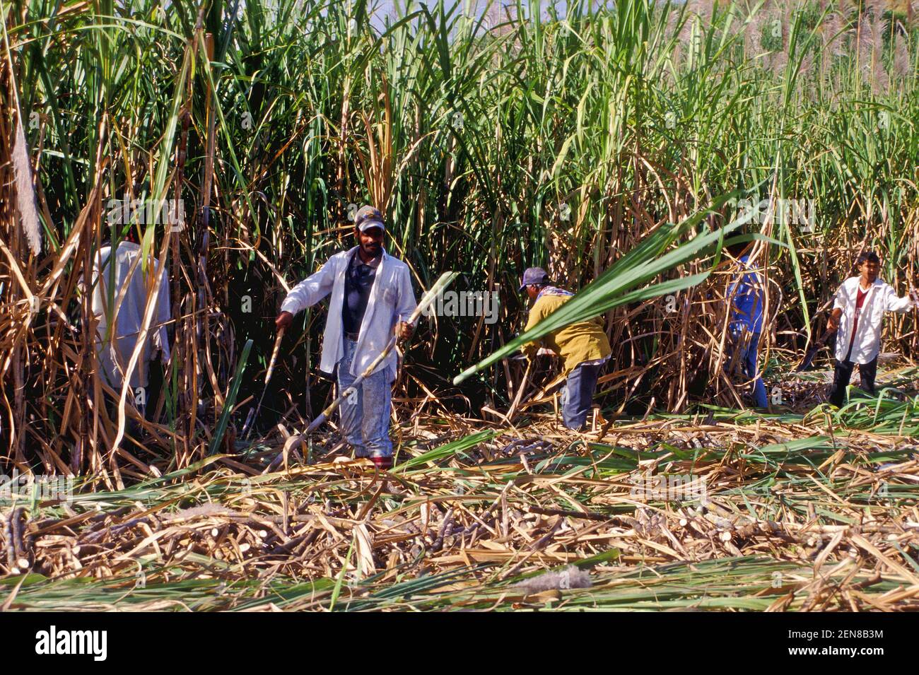 Sugar cane fiji hi-res stock photography and images - Alamy