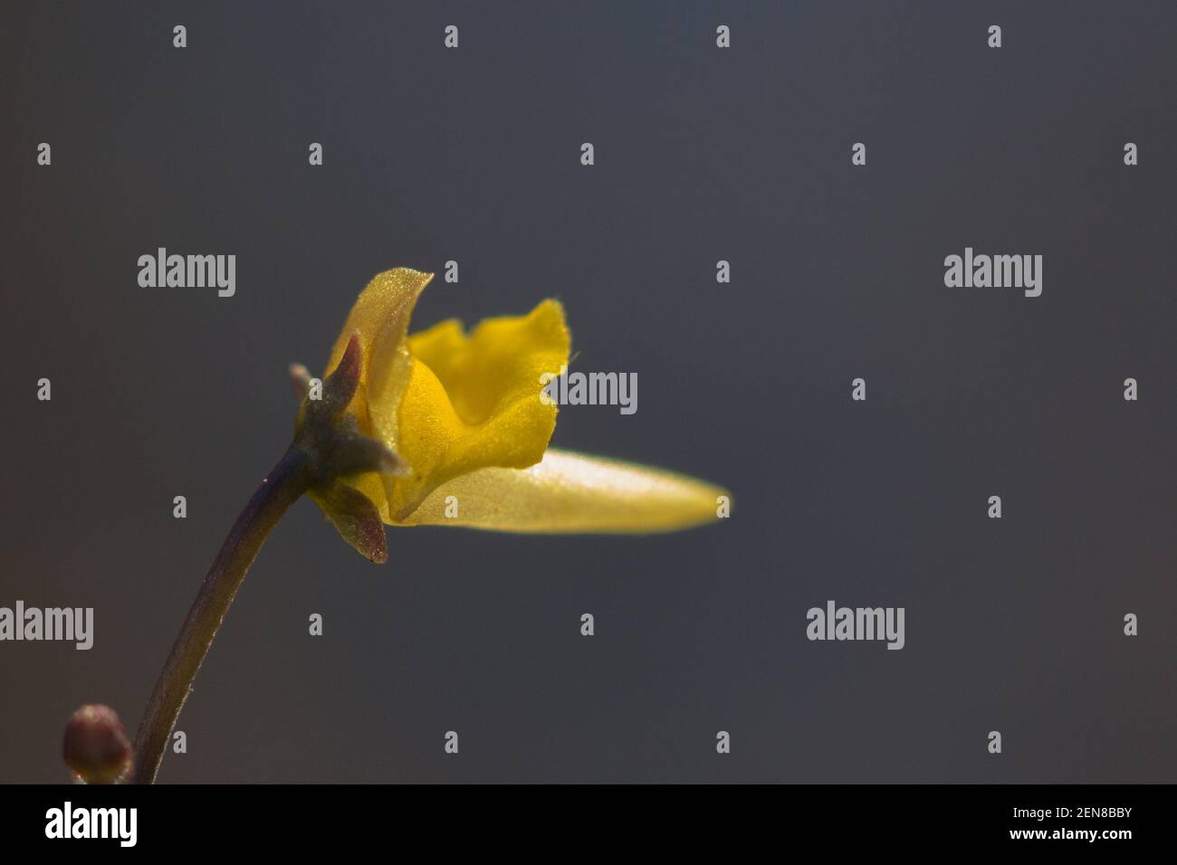 Genlisea repens hi-res stock photography and images - Alamy