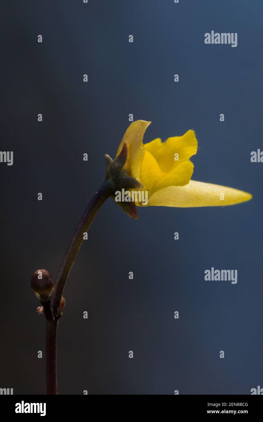 Genlisea repens hi-res stock photography and images - Alamy