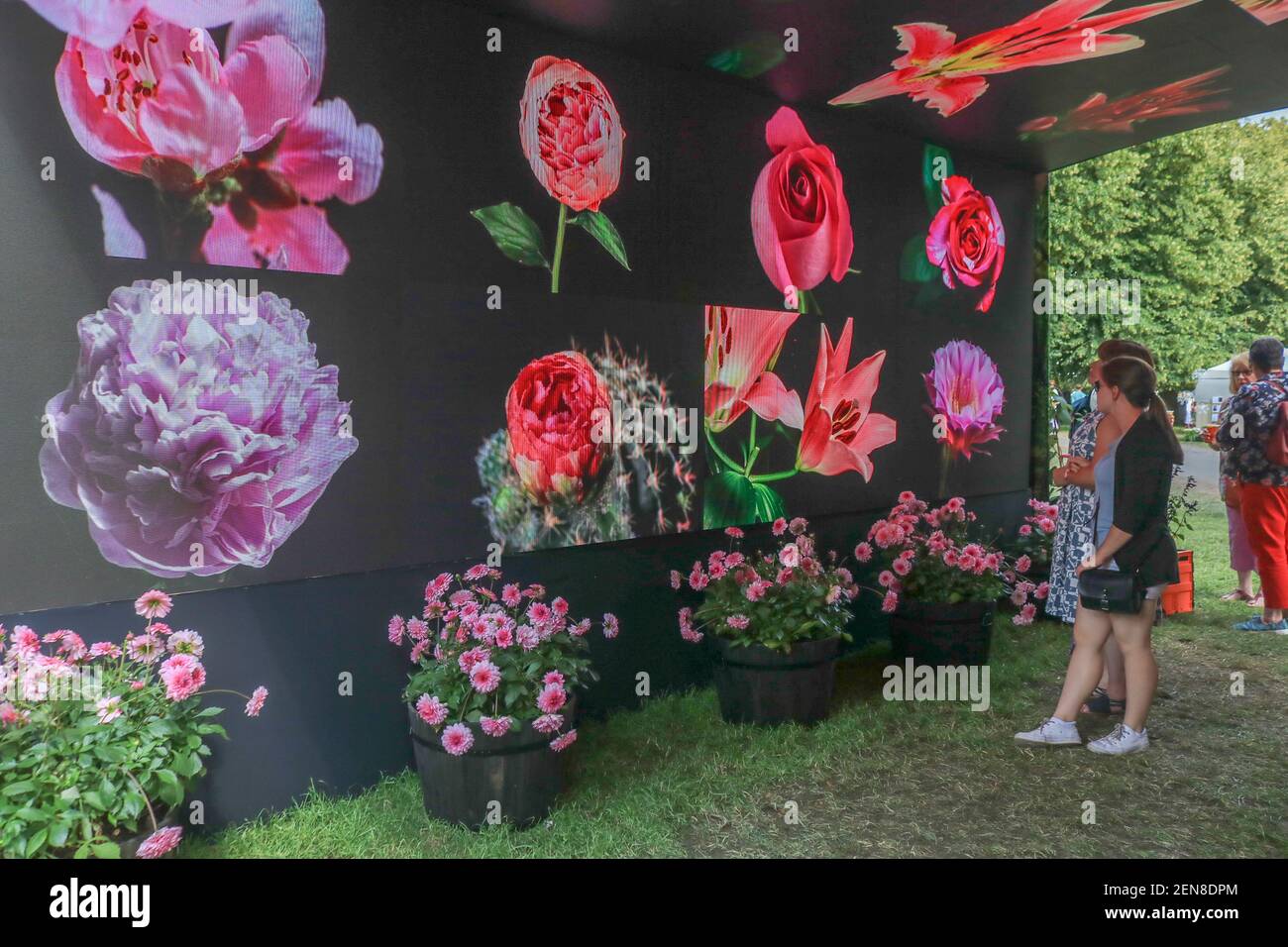 A display of flowers in bloom projected onto a screen during the ...