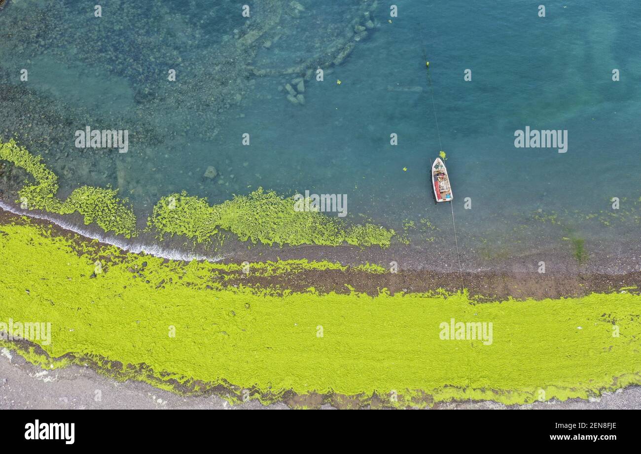 The sea water is covered with blue-green algae bloom along the beach in ...