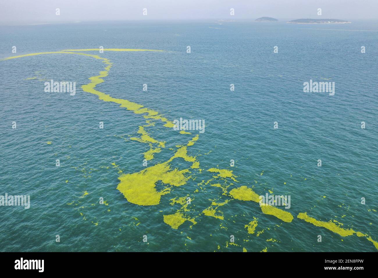 The sea water is covered with blue-green algae bloom along the beach in ...