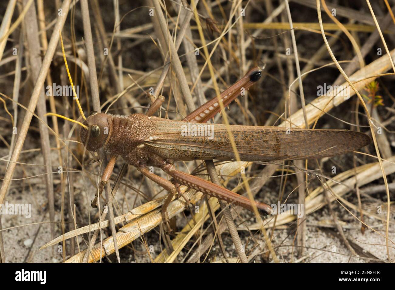Brazilian Wildlife: The brown giant grashopper (Tropidacris collaris ...