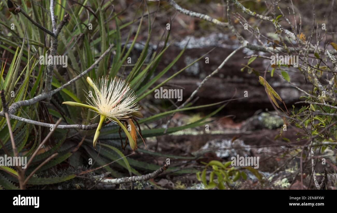 Spiky flower hi-res stock photography and images - Alamy