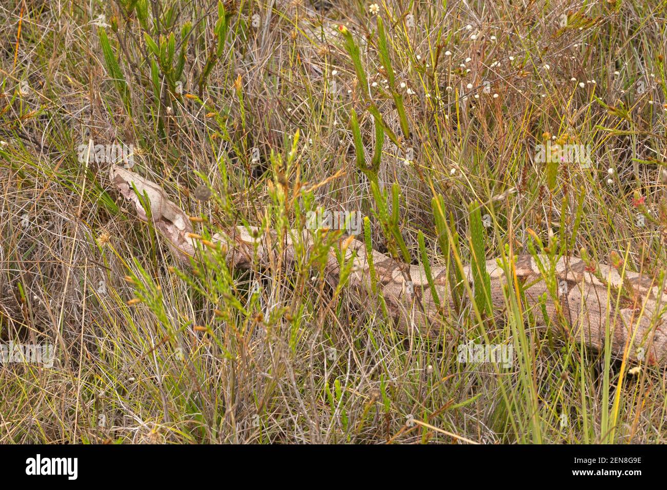 Boa constrictor snake hi-res stock photography and images - Alamy
