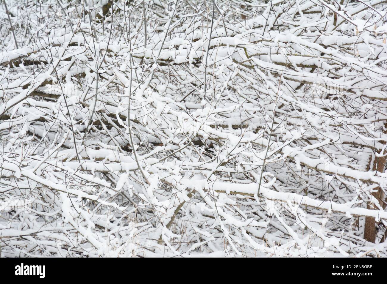 Natural winter texture, natural winter lace. Forest with tree branches ...