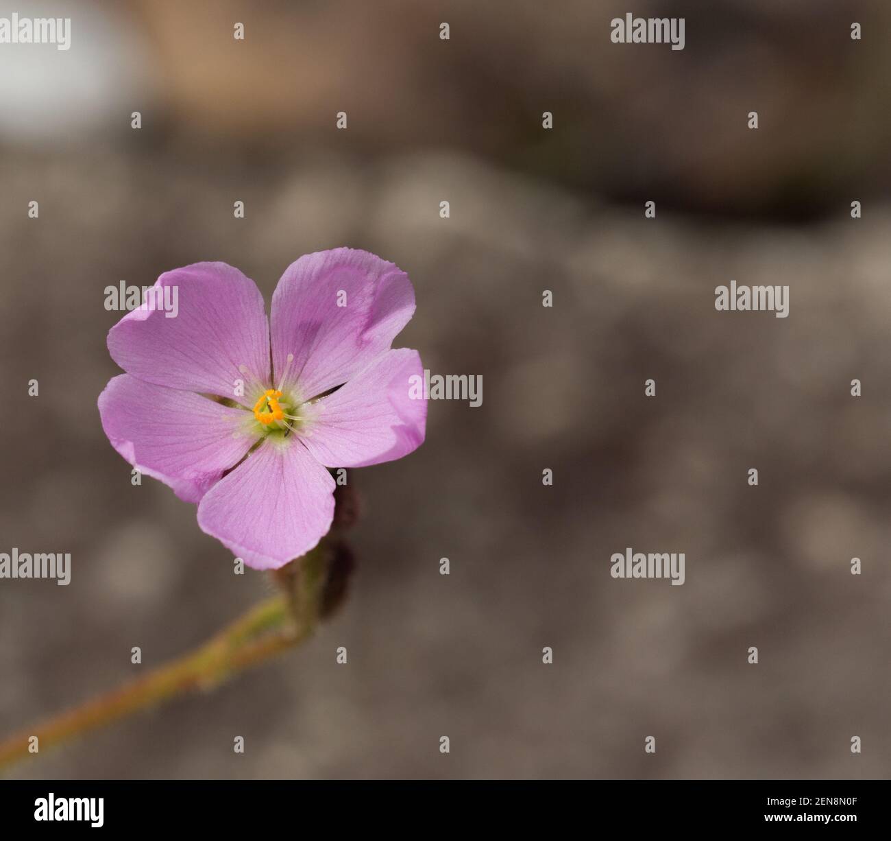 The pink flower of the carnivorous plant Drosera spiralis in natural ...