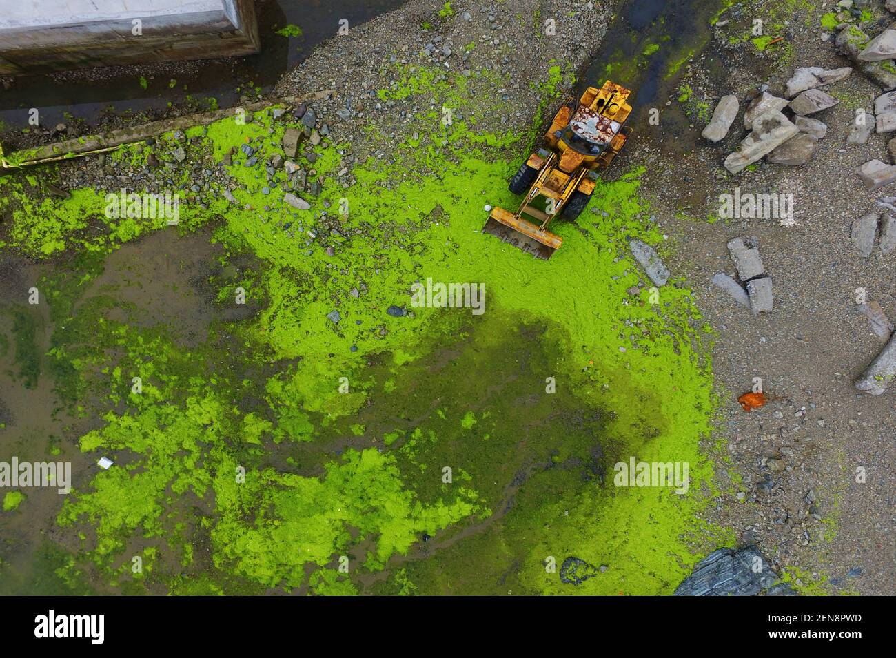 The sea water is covered with blue-green algae bloom along the beach in ...