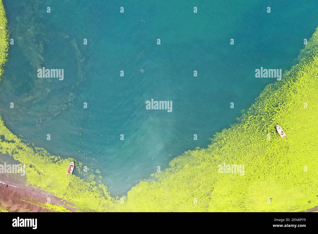 The sea water is covered with blue-green algae bloom along the beach in ...