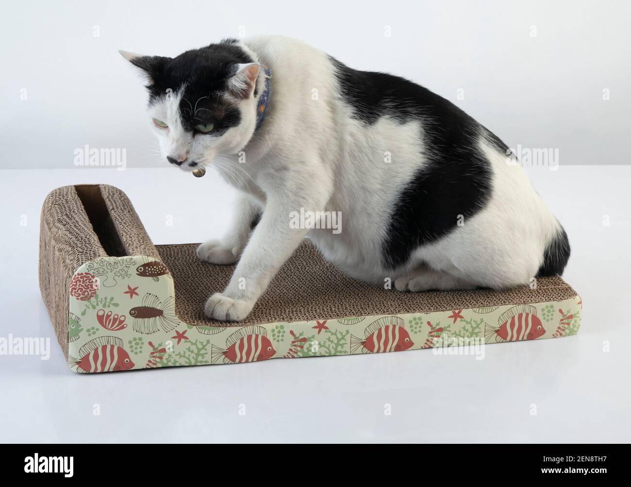 The black and white cat sharpening claws on the scratching post on ...