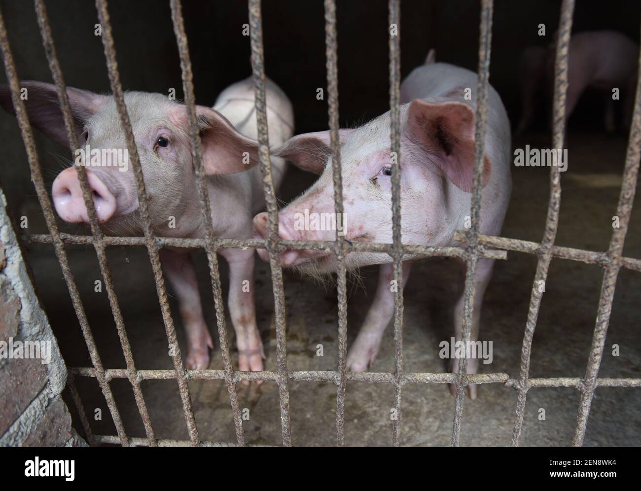 Hogs are pictured at a pig farm in Linquan county, Fuyang city, east ...