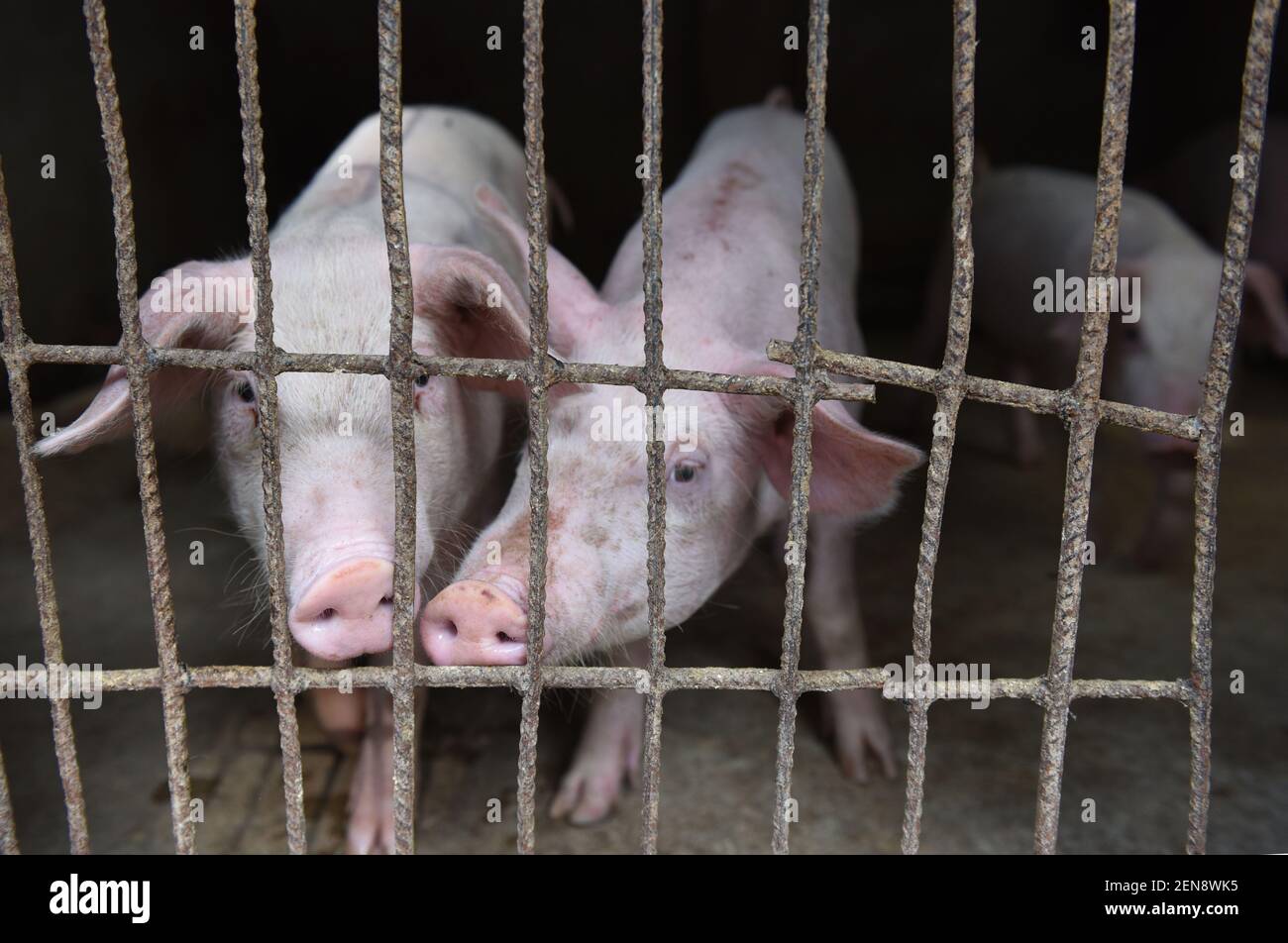 Hogs are pictured at a pig farm in Linquan county, Fuyang city, east ...