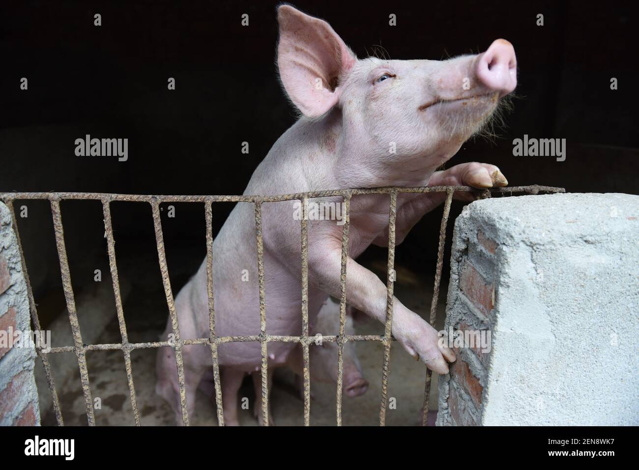 A hog is pictured at a pig farm in Linquan county, Fuyang city, east ...