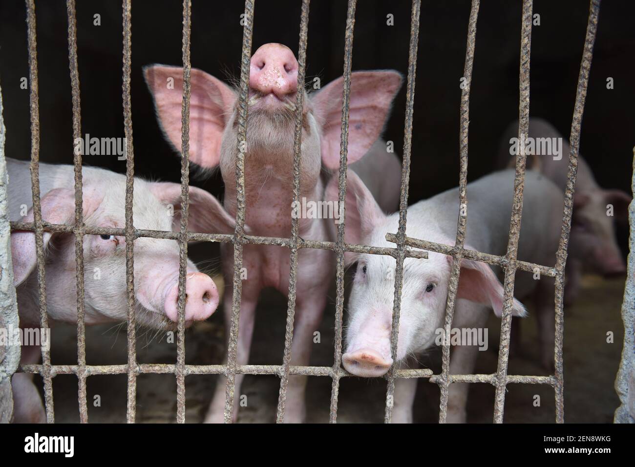 Hogs are pictured at a pig farm in Linquan county, Fuyang city, east ...