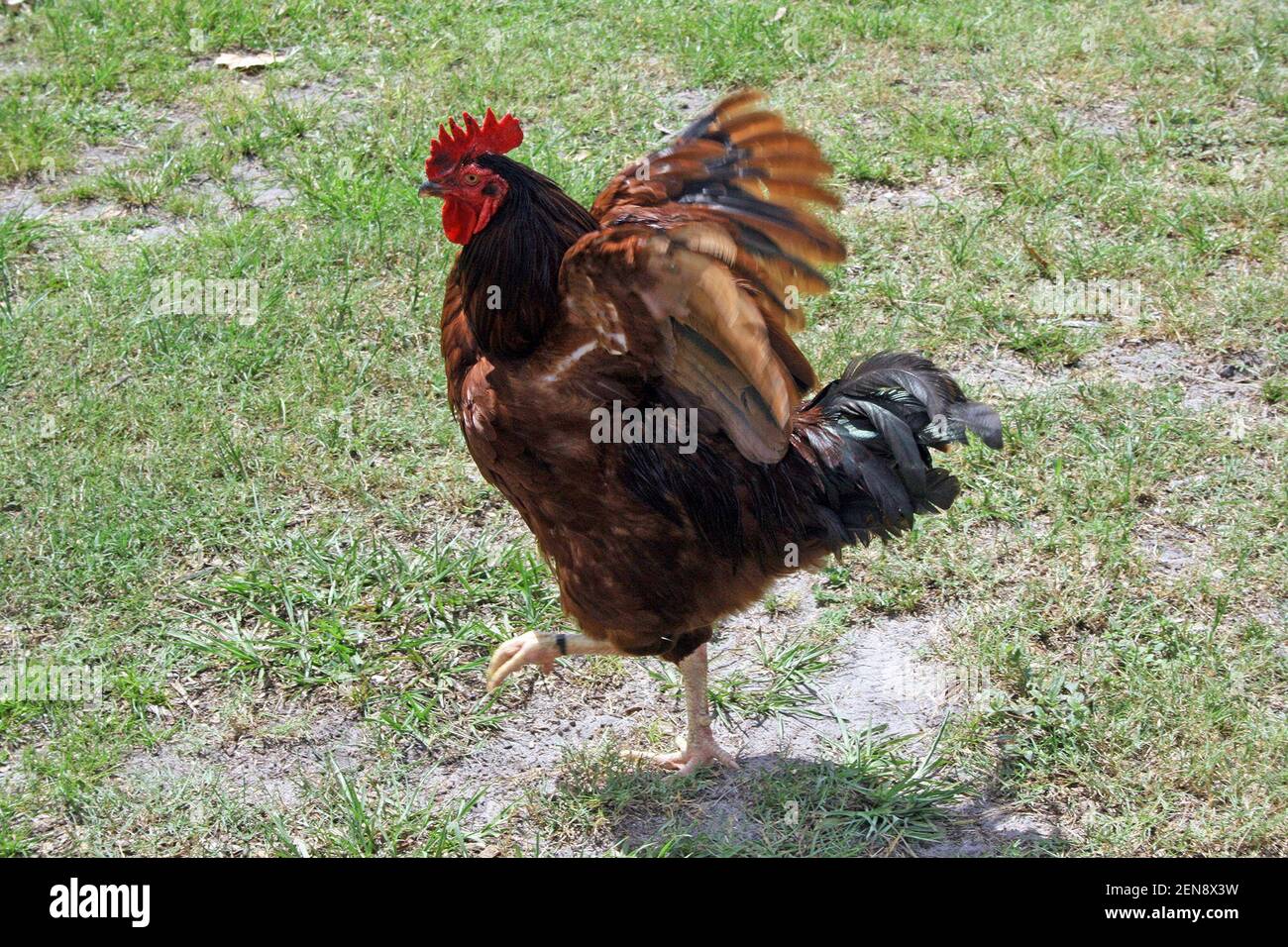 A chicken greets visitors at Henscratch Farms Winery in Lake Placid ...