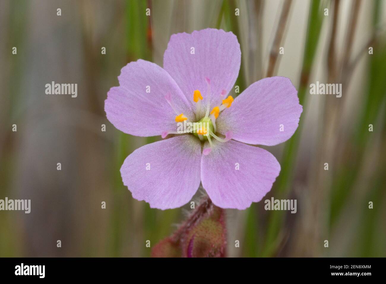 The small pink flower of Drosera tomentosa (a carnivorous plant) close ...