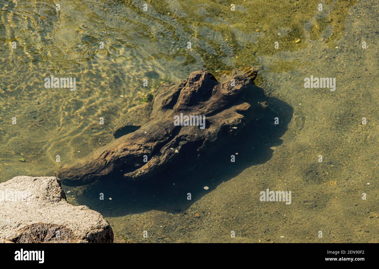 Carp Stuck High Resolution Stock Photography and Images - Alamy
