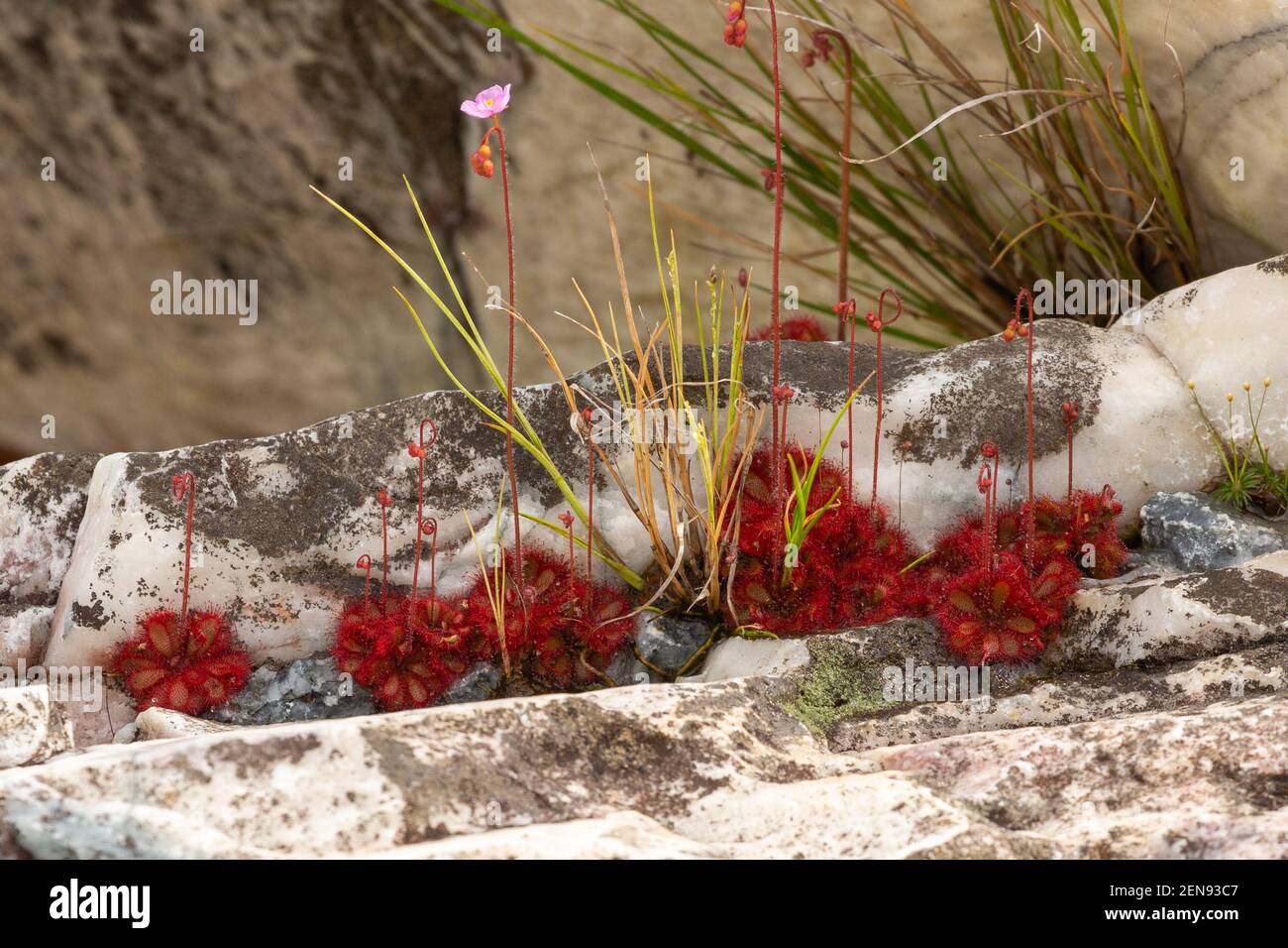 Nice red coloured Drosera tomentosa with flowers in natural habitat ...