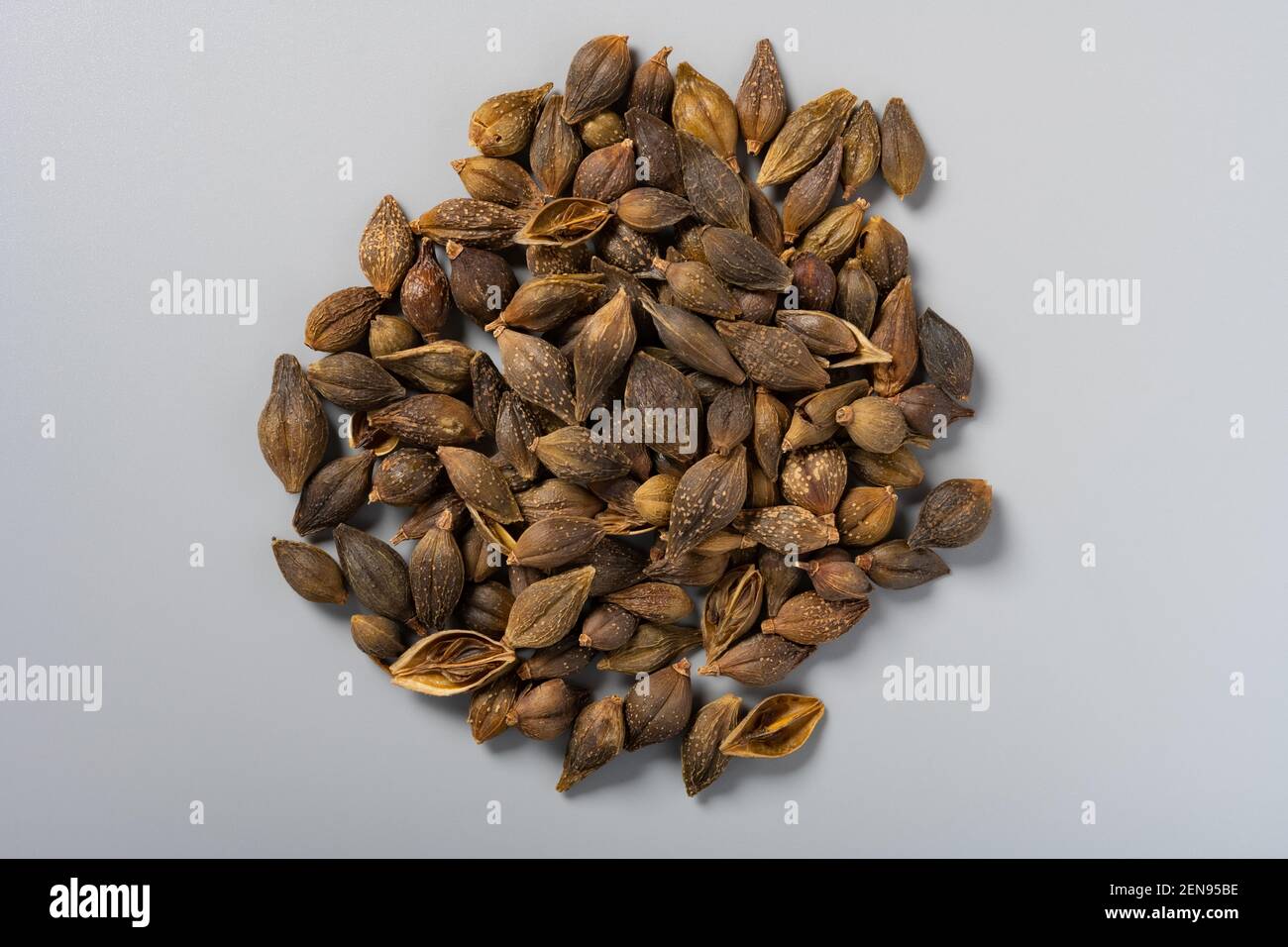 Forsythia fruit hi-res stock photography and images - Alamy