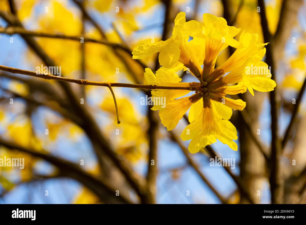 Golden bell tree hi-res stock photography and images - Alamy