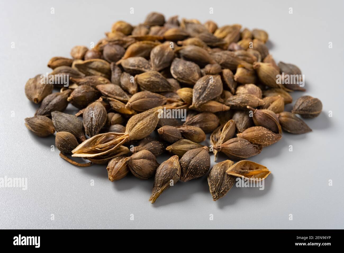 Forsythia fruit hi-res stock photography and images - Alamy