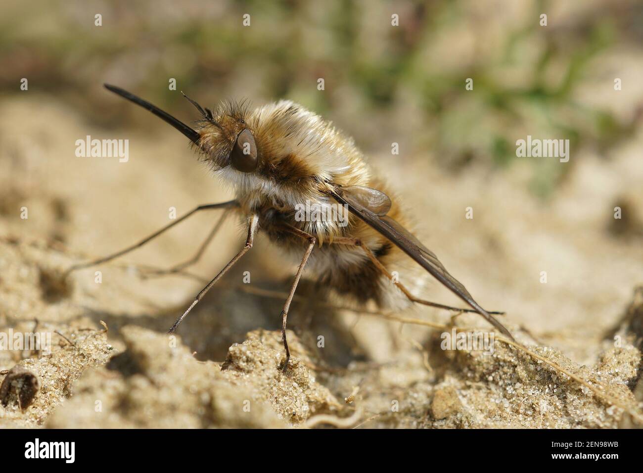 Detailed frontal closeup of a dark bordered bee fly , Bombylius major ...