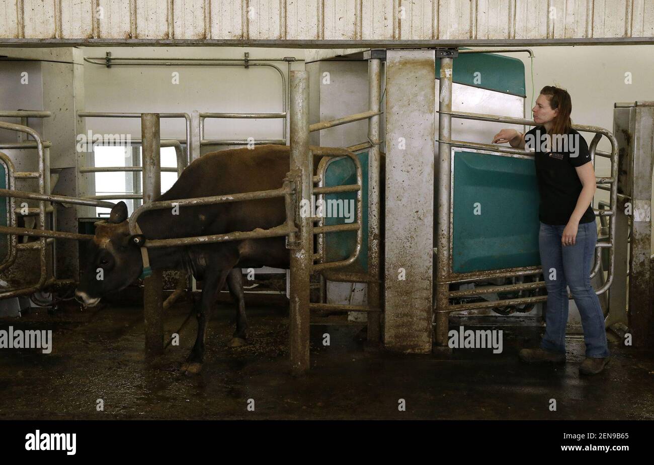 Sarah Lenkaitis shoos Shotgun the cow, who keeps circling through the ...