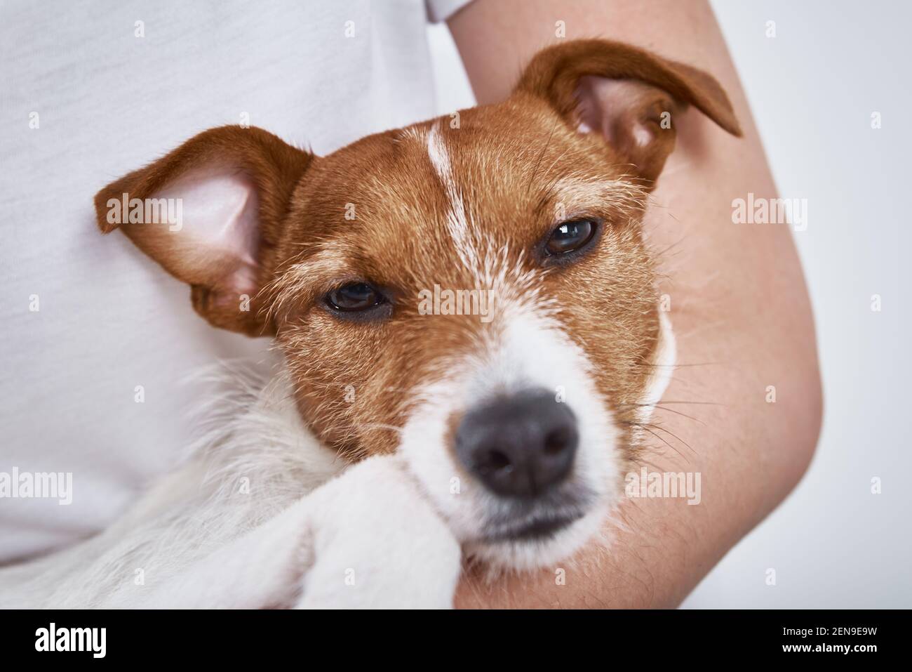 Dog with owner sad hi-res stock photography and images - Alamy