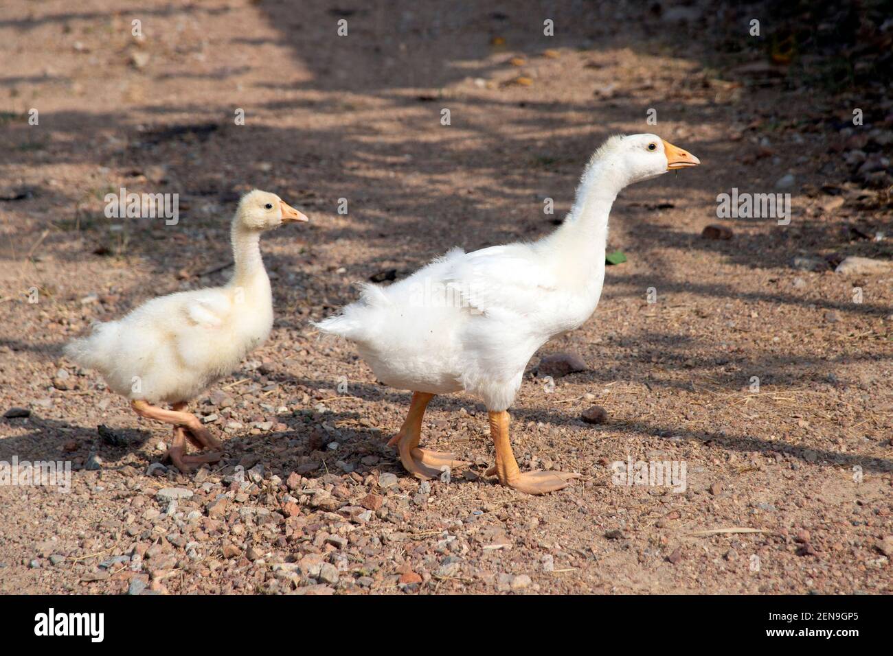 Two little goose walking outdoors in the sunshine Stock Photo - Alamy