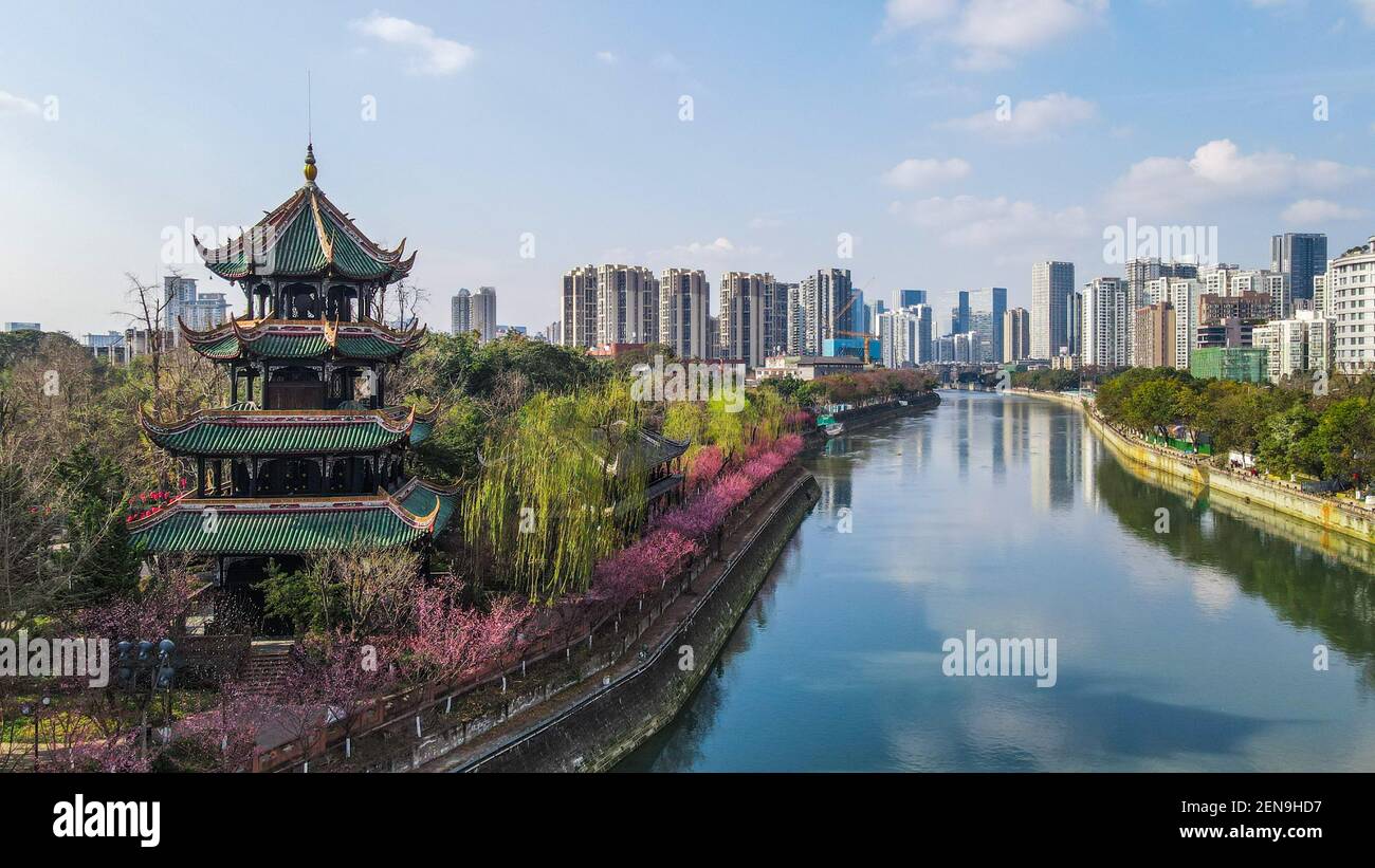 Thousands of red plum bloom along the river in Wangjiang Tower Park ...